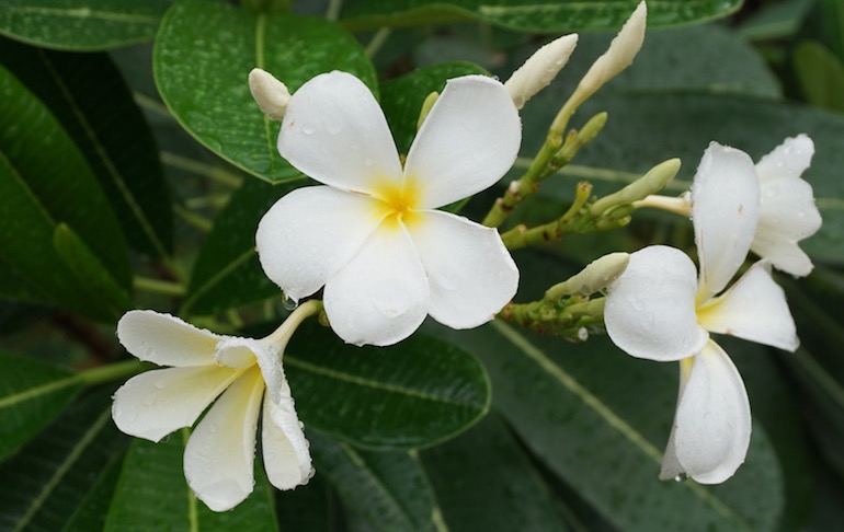 Mogra Flower Wikipedia In Marathi | Best Flower Site